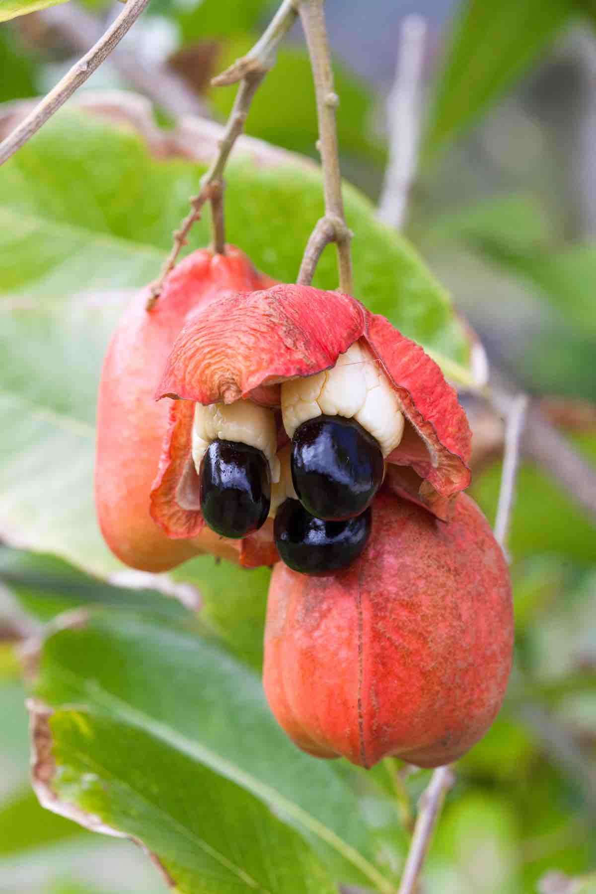 34 Exotic Fruits: Names and Pictures - TipBuzz