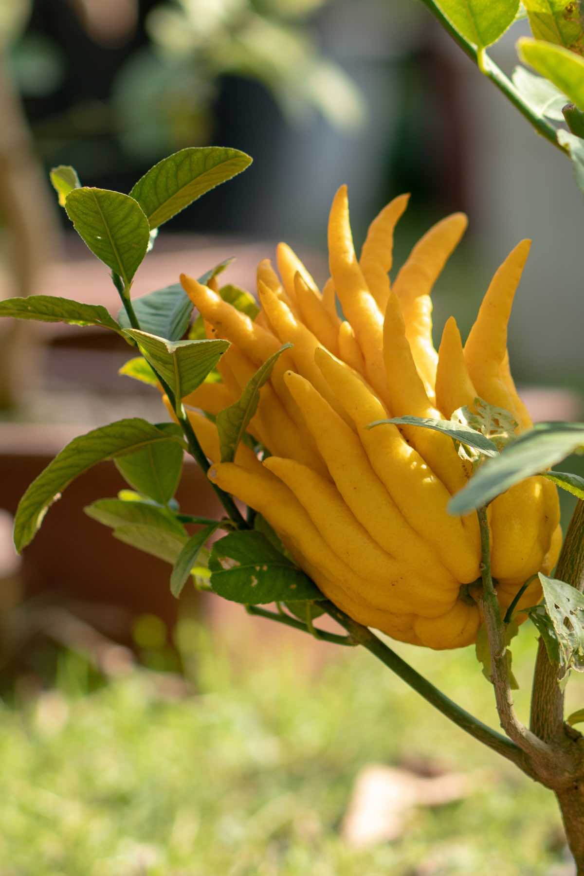 34 Exotic Fruits: Names and Pictures - TipBuzz