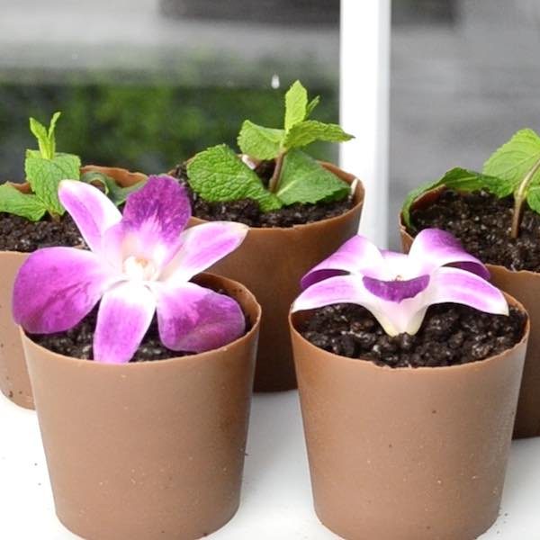 Mini Flower Pot Cakes (Easy No Bake) - TipBuzz