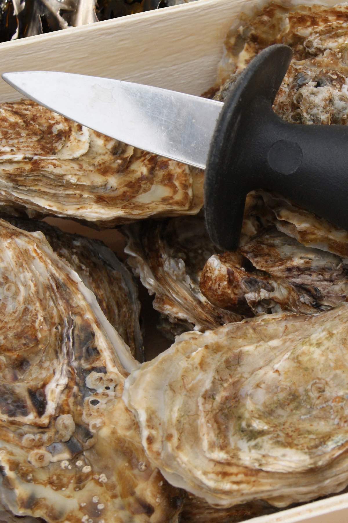 How to Shuck Oysters at Home - TipBuzz