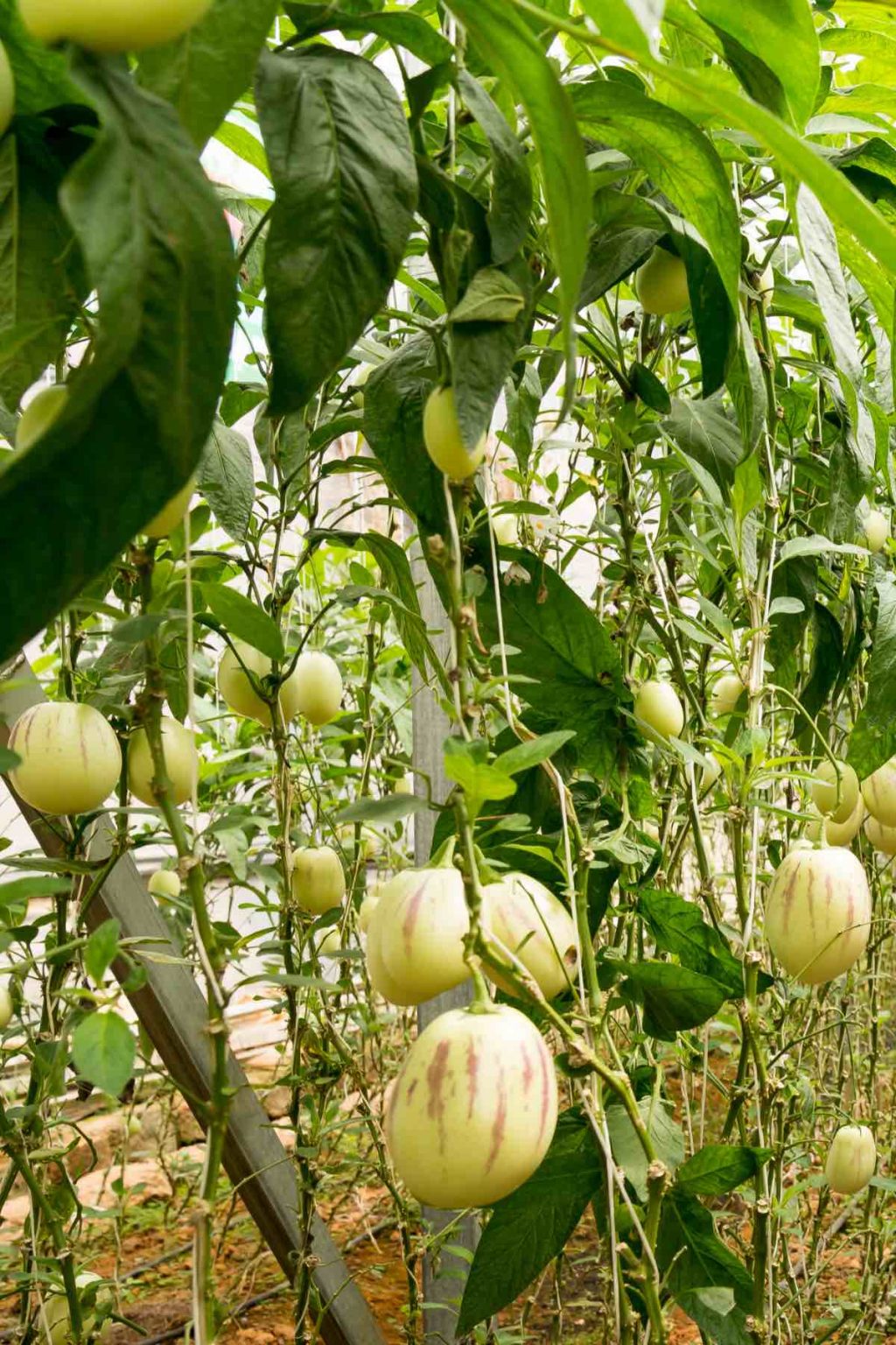 Pepino Melon (Pepino Dulce / Sweet Cucumber) - TipBuzz