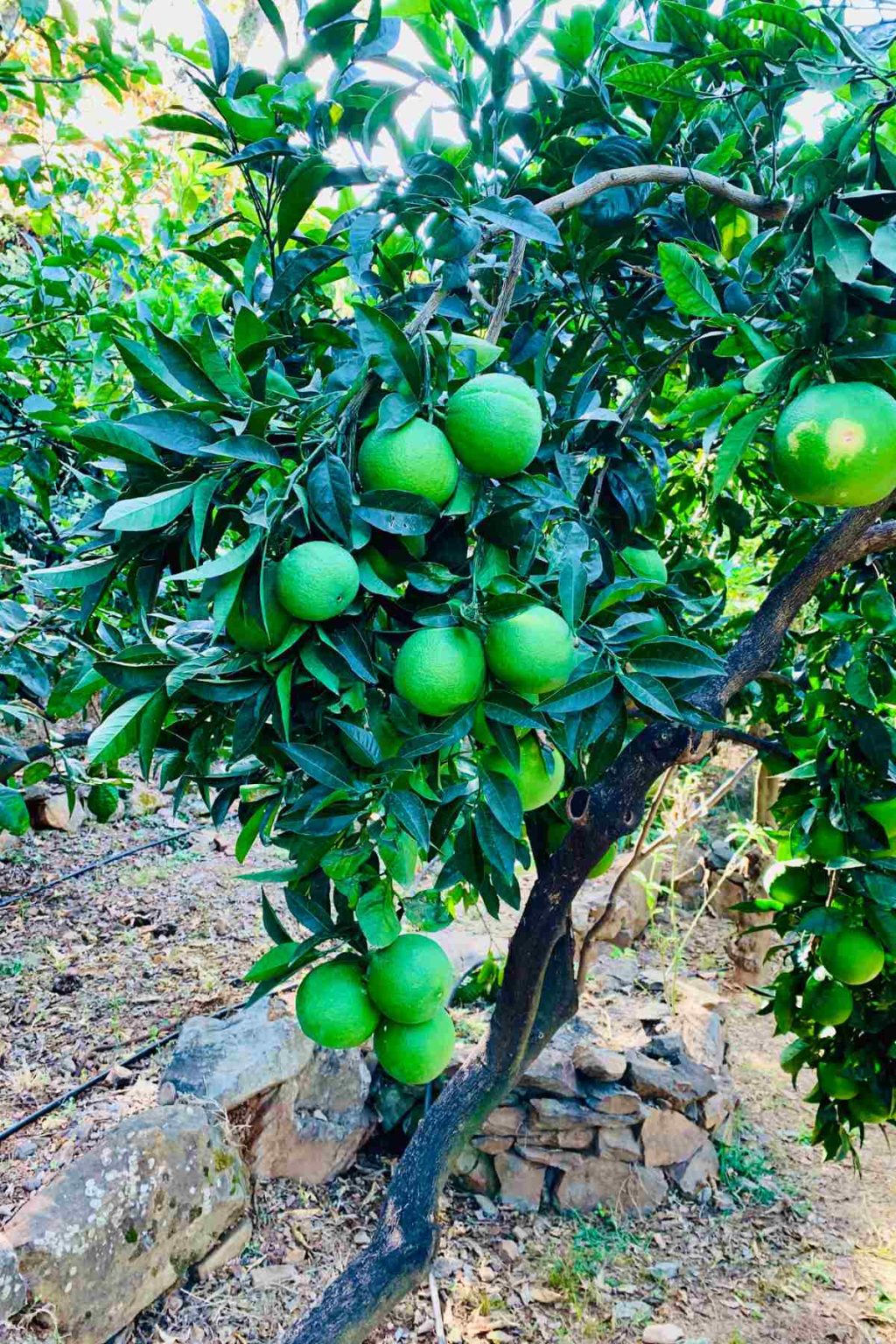 Pomelo Fruit: What It Is, Benefits and How to Eat It - TipBuzz