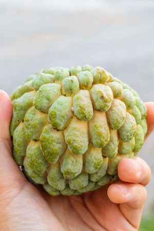Sugar Apple (Custard Apple / Sweet Sop / Atis Fruit) - TipBuzz