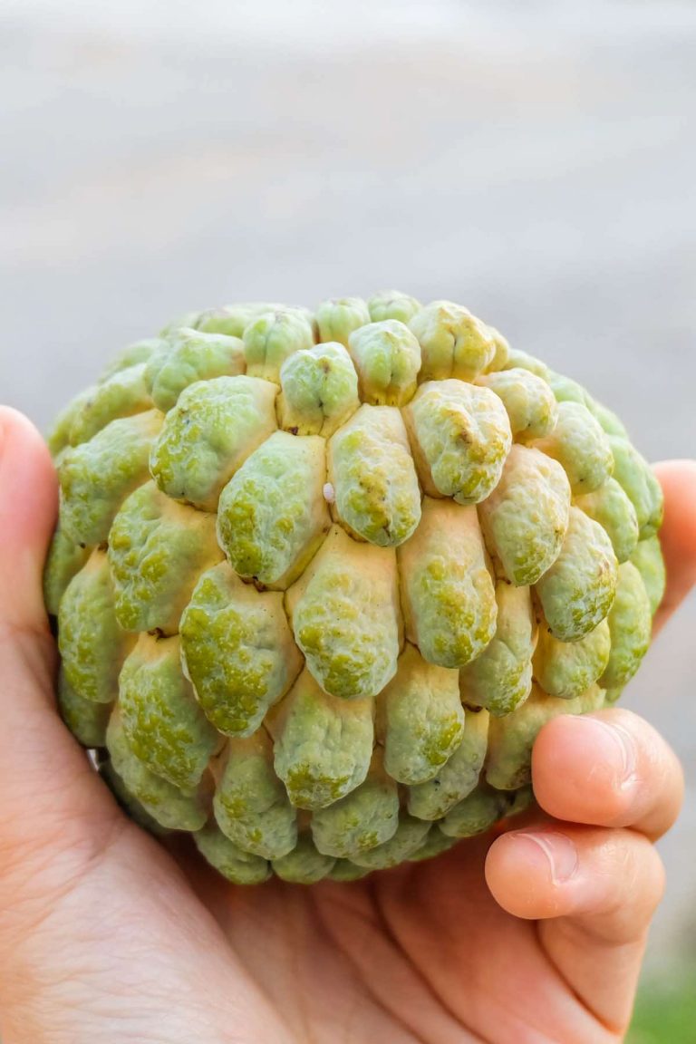 Sugar Apple (Custard Apple / Sweet Sop / Atis Fruit) - TipBuzz